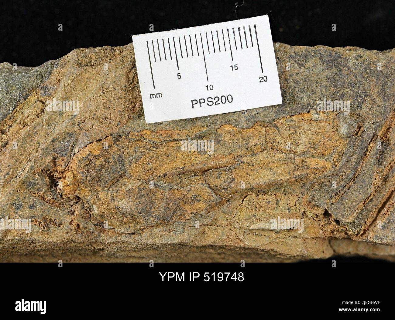 Eocrinoidea hi-res stock photography and images - Alamy