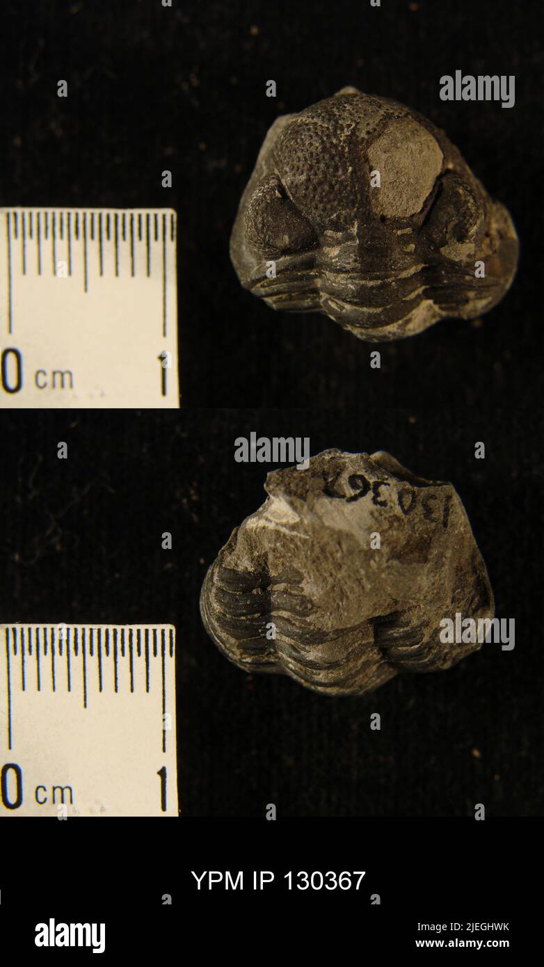 Phacops rana (Green Stock Photo - Alamy