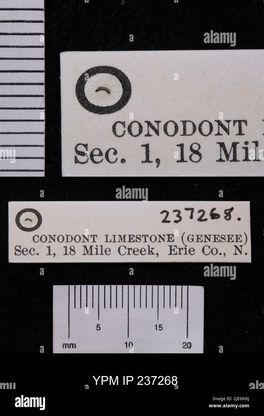 Conodonta conodonts hi-res stock photography and images - Alamy