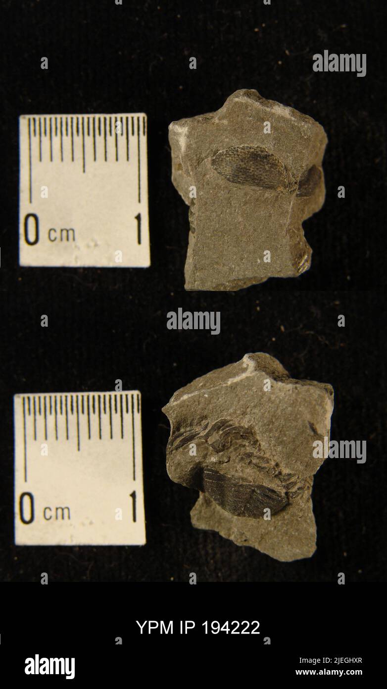 Phacops rana (Green Stock Photo - Alamy