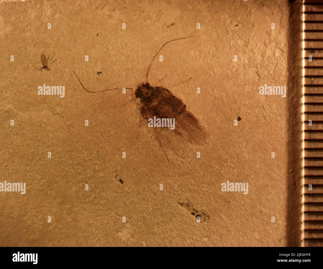 Antennae structures hi-res stock photography and images - Alamy