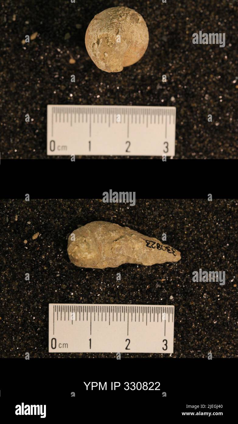 Meekospira peracuta choctawensis girty hi-res stock photography and ...