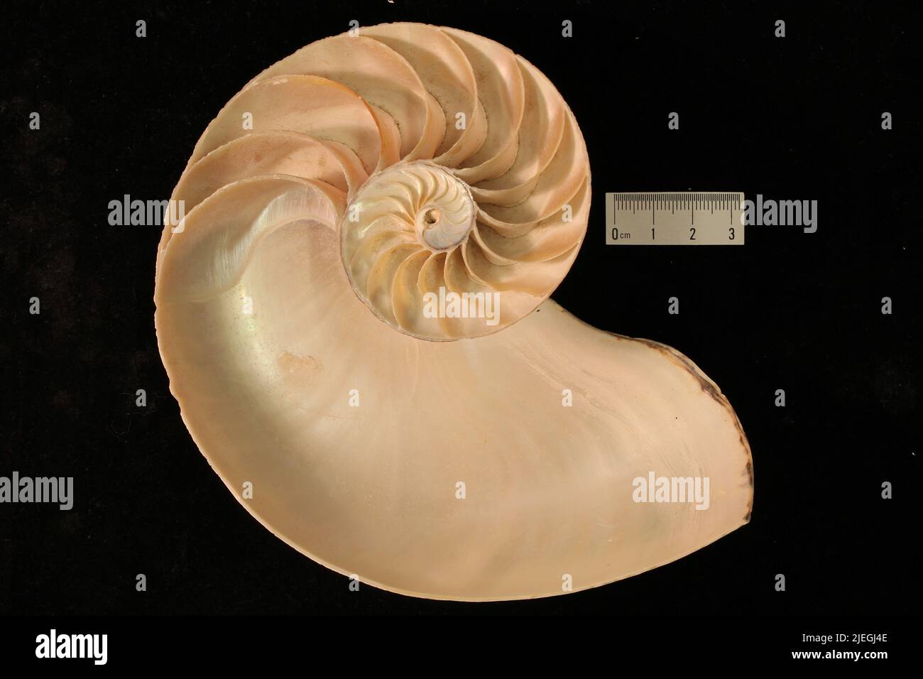 Nautilus pompilius chambered shell hi-res stock photography and images ...
