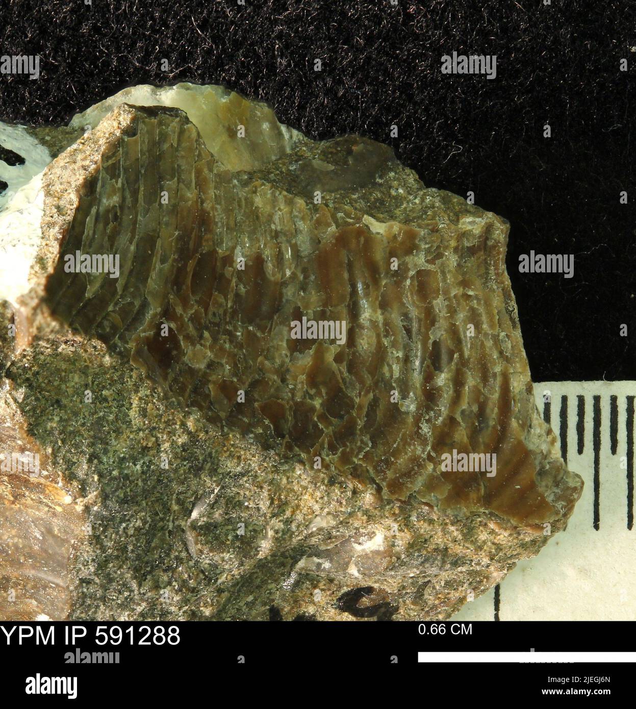 Scaphitidae hi-res stock photography and images - Alamy