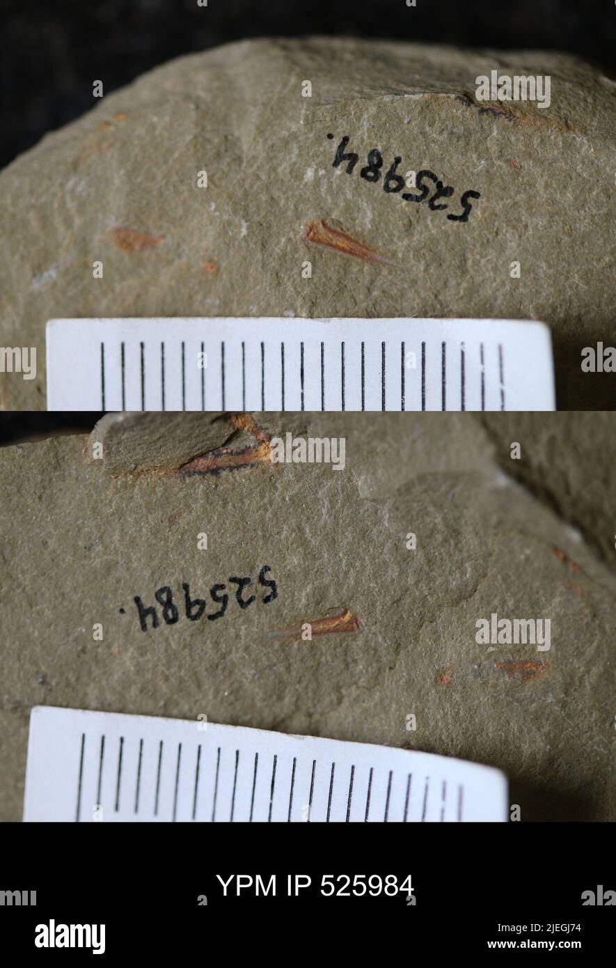 Hyolith hi-res stock photography and images - Alamy