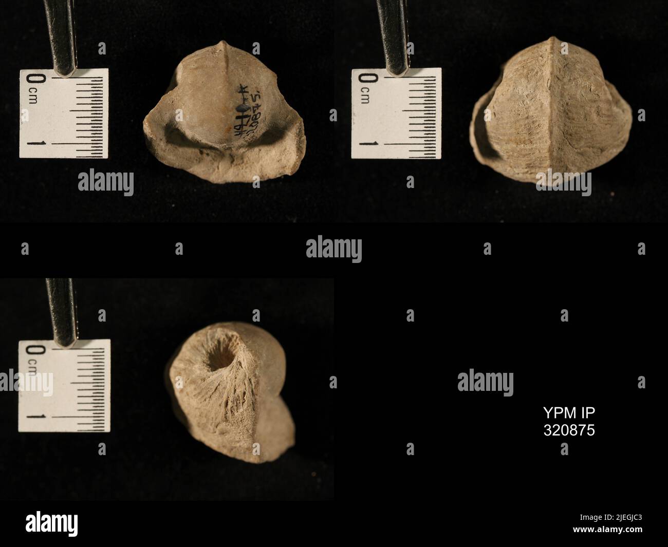 Teutonophon lineatus (von Dechen, 1832 Stock Photo - Alamy