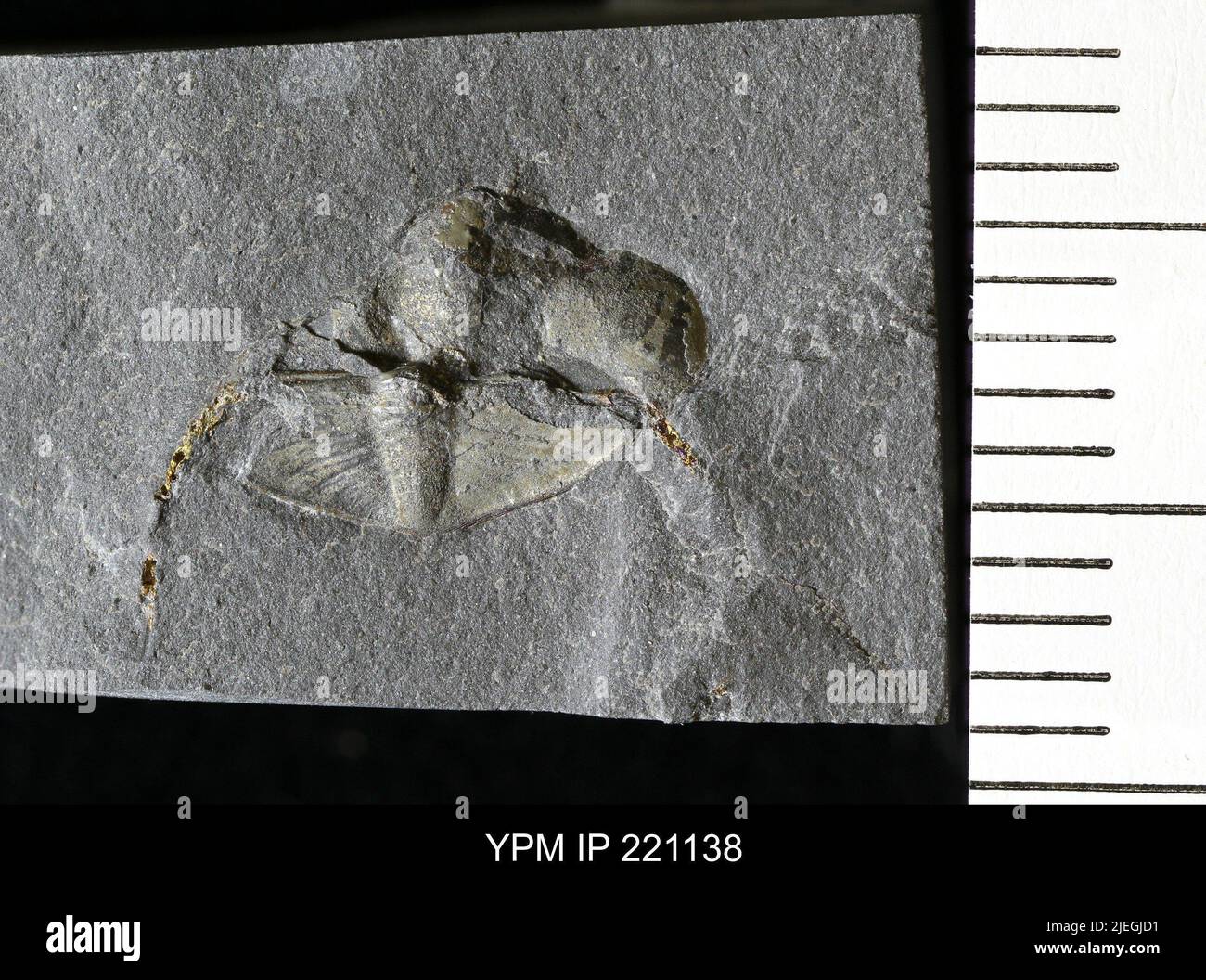 Cryptolithus sp animalia hi-res stock photography and images - Alamy