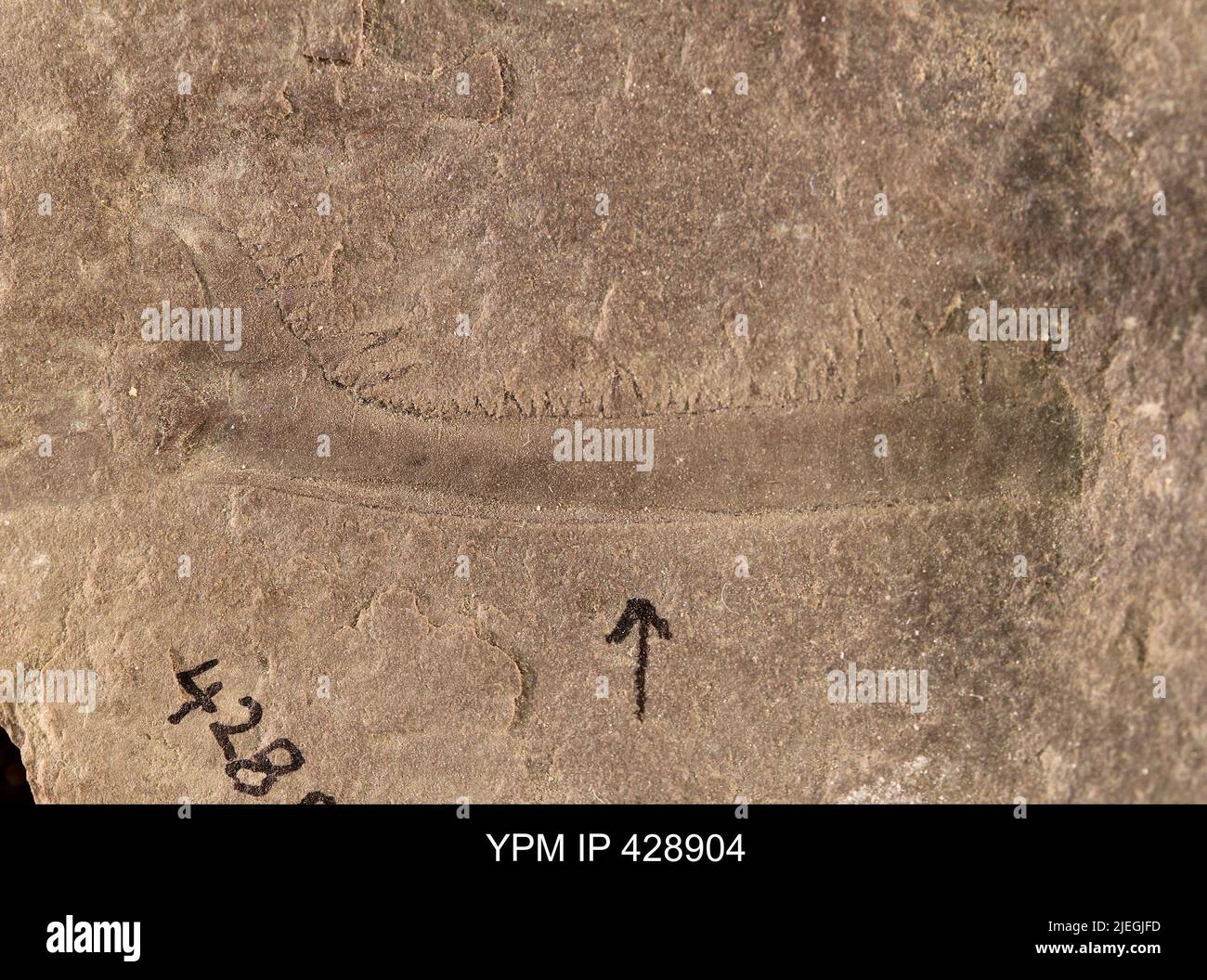 Pterygotus (Acutiramus) sp Stock Photo - Alamy