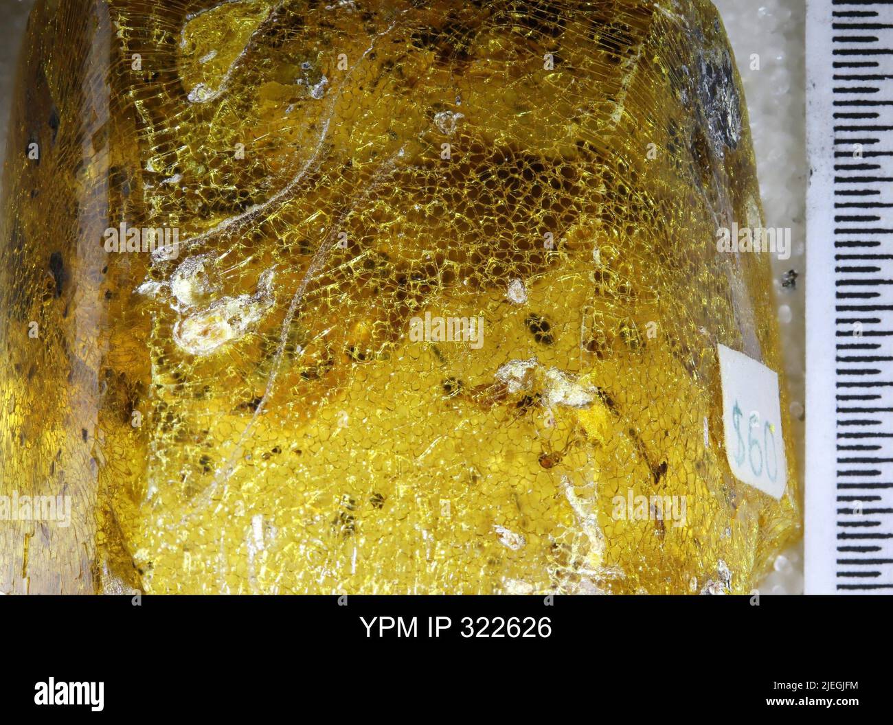 Undet formicidae animalia hi-res stock photography and images - Alamy