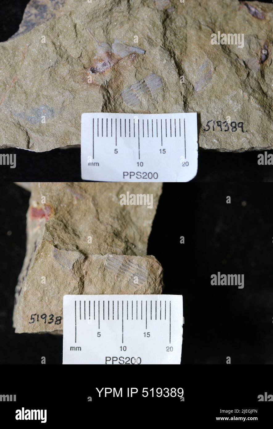 Ampyx sp animalia hi-res stock photography and images - Alamy