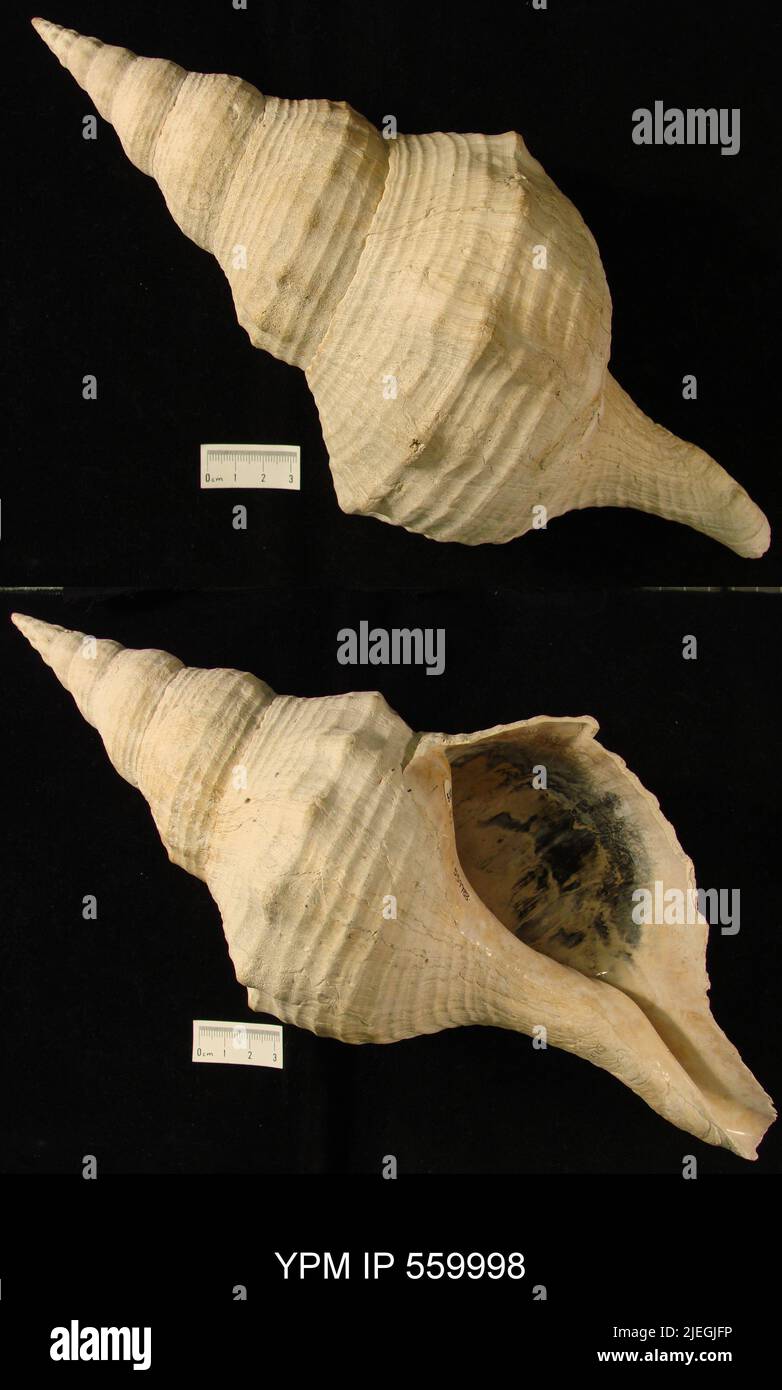 1953 animalia hi-res stock photography and images - Alamy