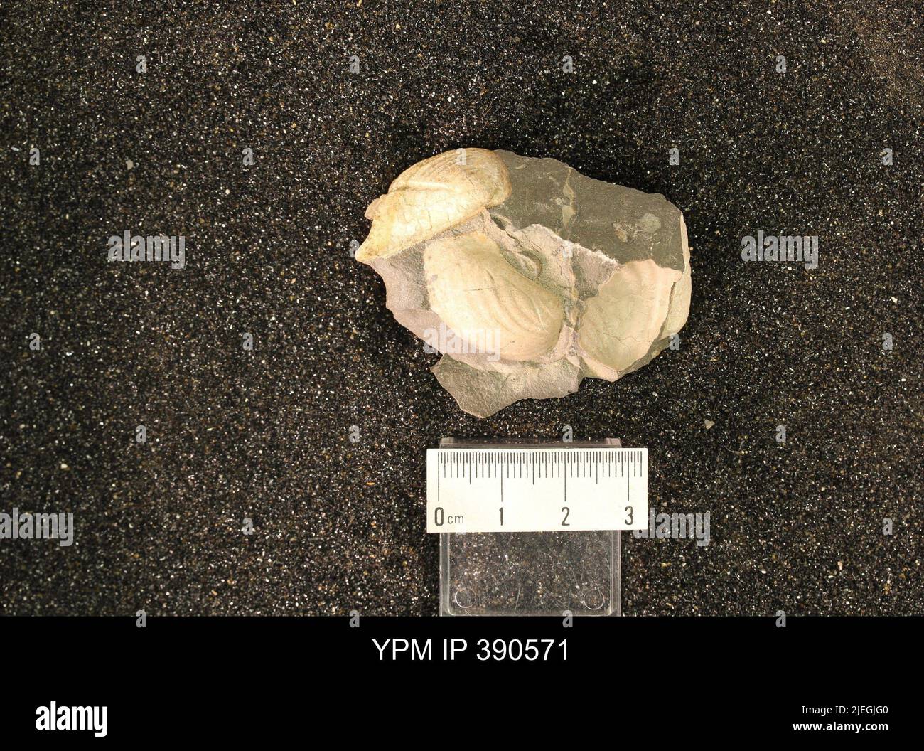 Jurassic fossil extinct bivalve hi-res stock photography and images - Alamy