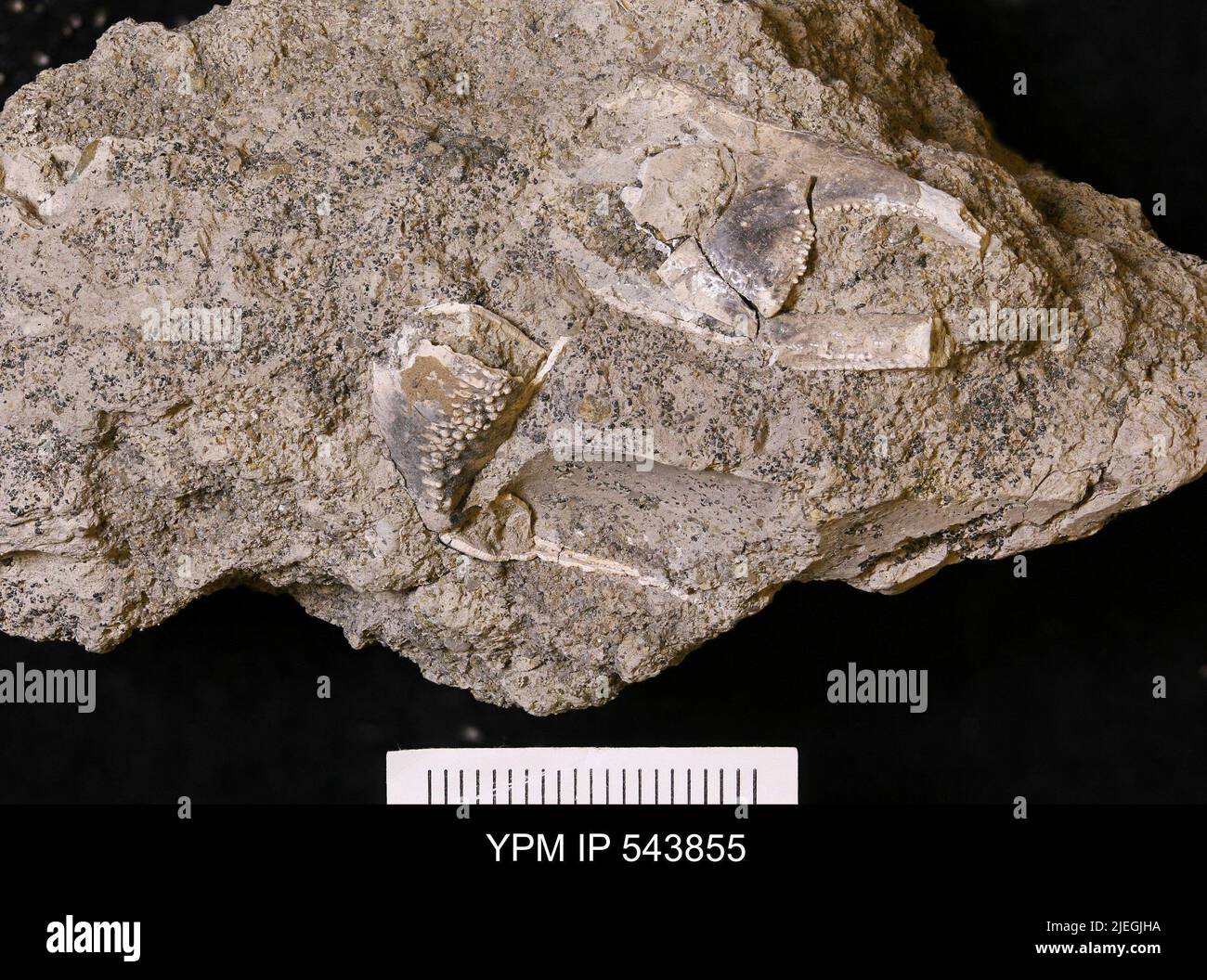 Protocallianassa mortoni (Pilsbry Stock Photo - Alamy