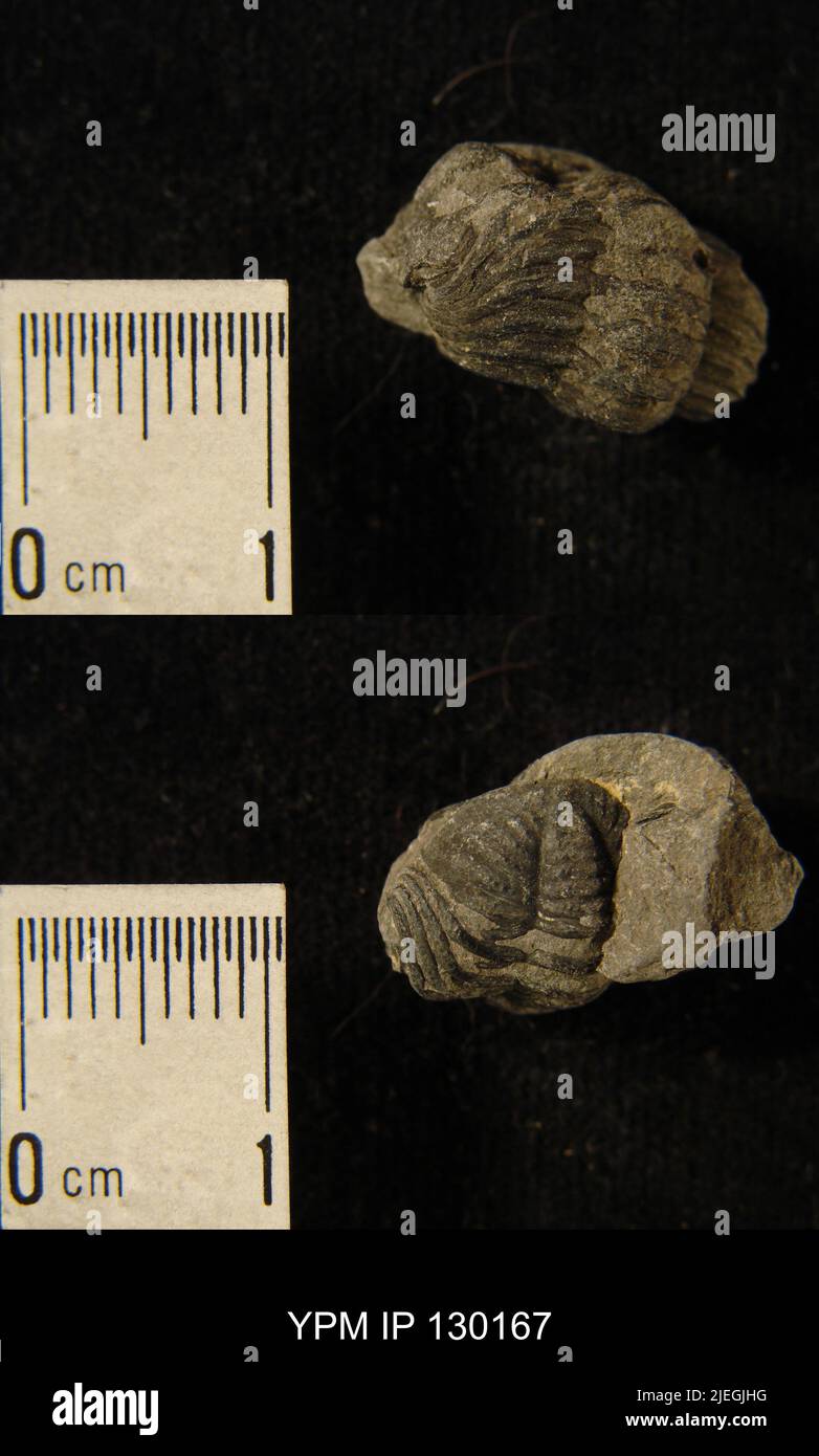 Eldredgeops rana (Green Stock Photo - Alamy