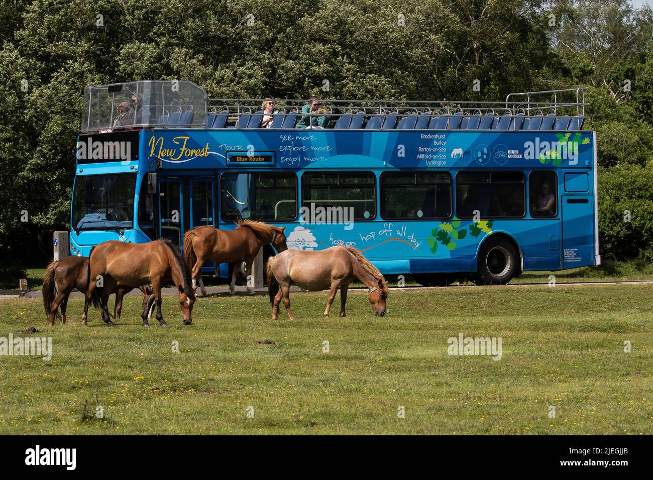 New forest tour bus hi-res stock photography and images - Alamy