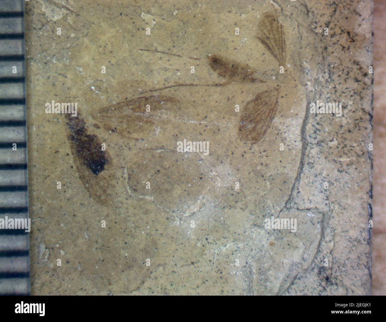 Culicidae animalia hi-res stock photography and images - Alamy