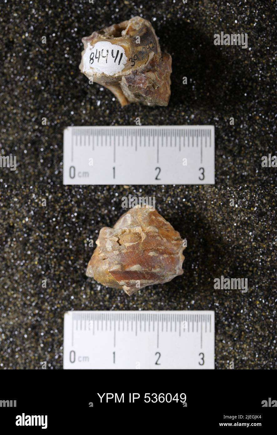 Tulotoma thompsoni White, 1876 Stock Photo - Alamy