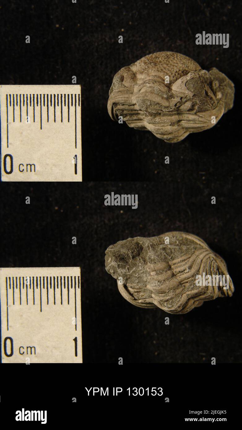 Eldredgeops rana (Green Stock Photo - Alamy