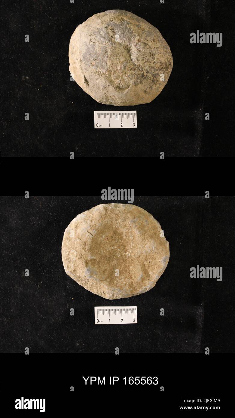 Spongia sp. HYPOTYPE Stock Photo - Alamy