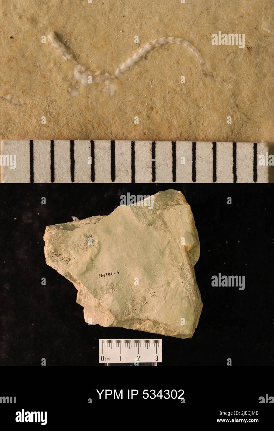 Ophiur hi-res stock photography and images - Alamy