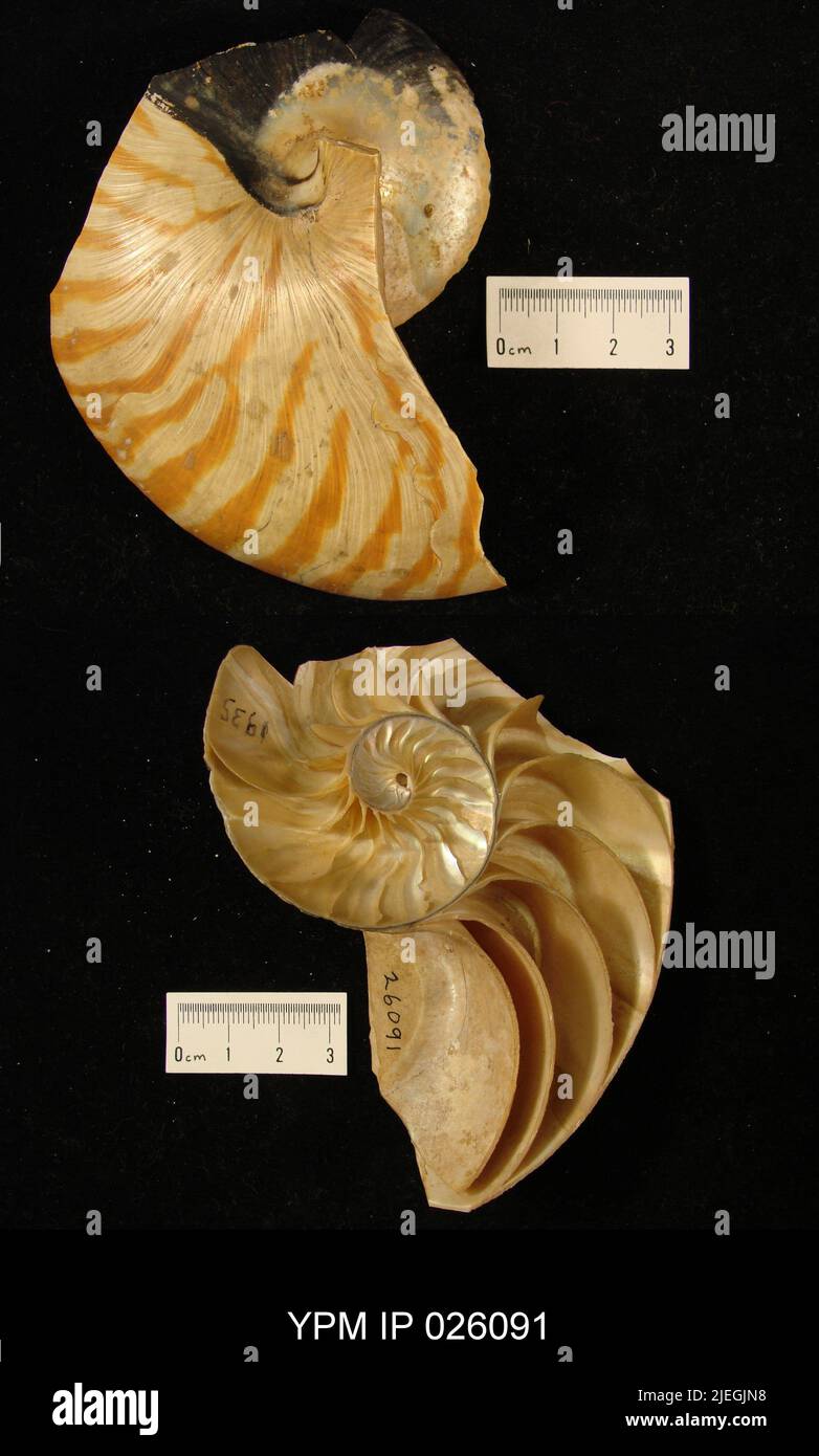 Nautilus pompilius Linnaeus Stock Photo - Alamy