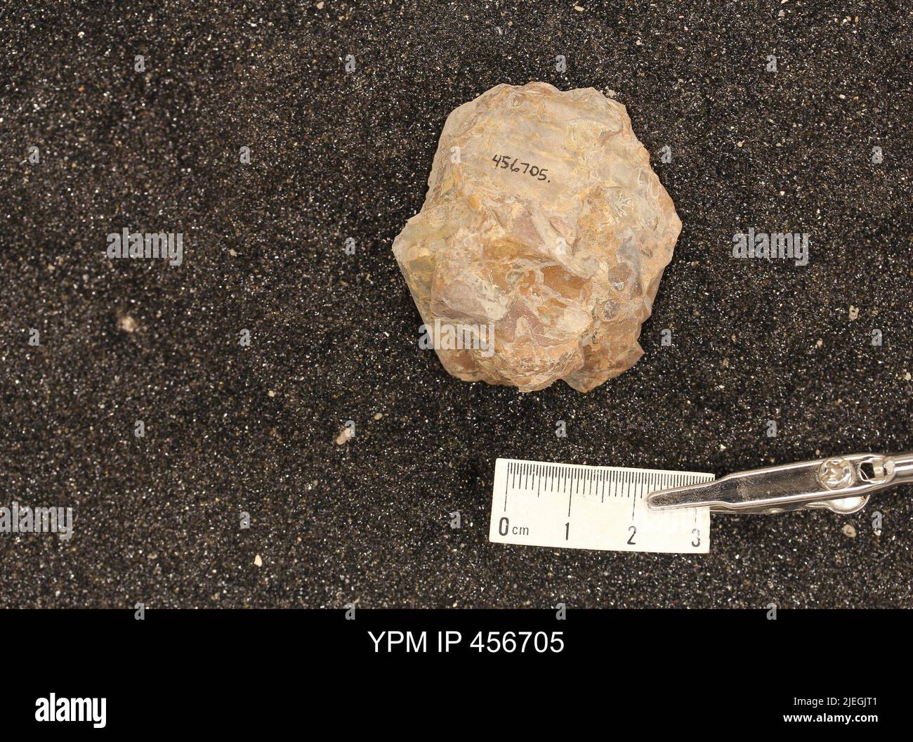 Scaphites ventricosus stantoni Reeside Stock Photo - Alamy
