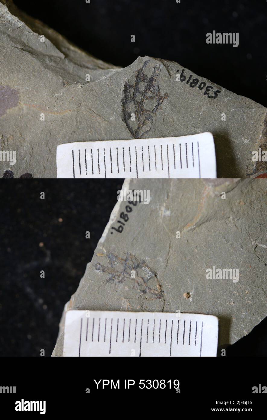 Dendroidea hi-res stock photography and images - Alamy