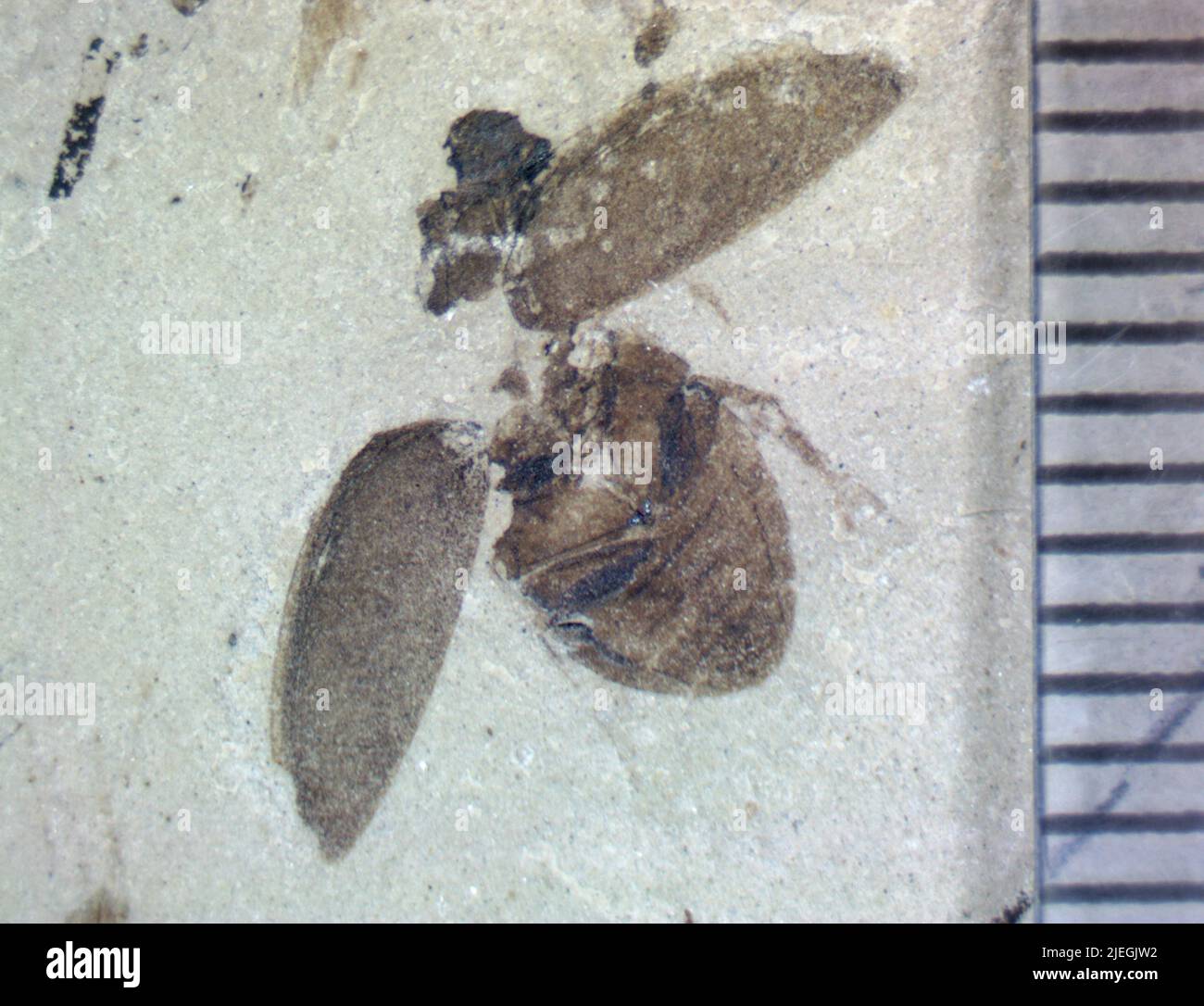 Insect coleoptera polyphaga hi-res stock photography and images - Alamy