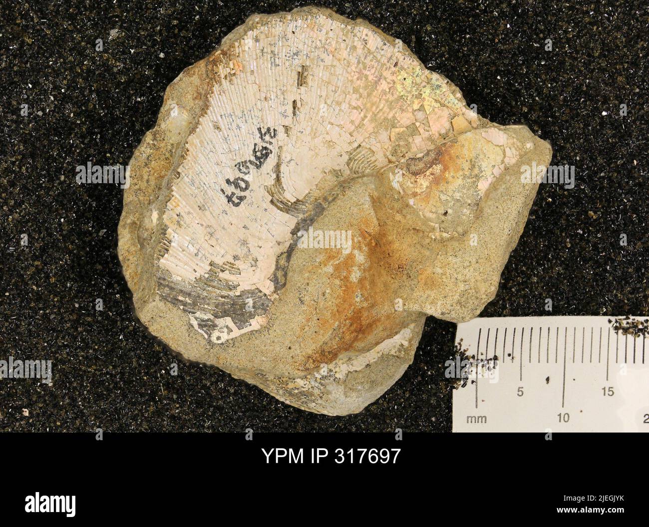 Cucullaea sp animalia hi-res stock photography and images - Alamy