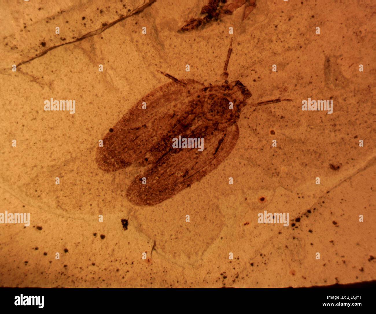 Fulgoridae species hi-res stock photography and images - Alamy