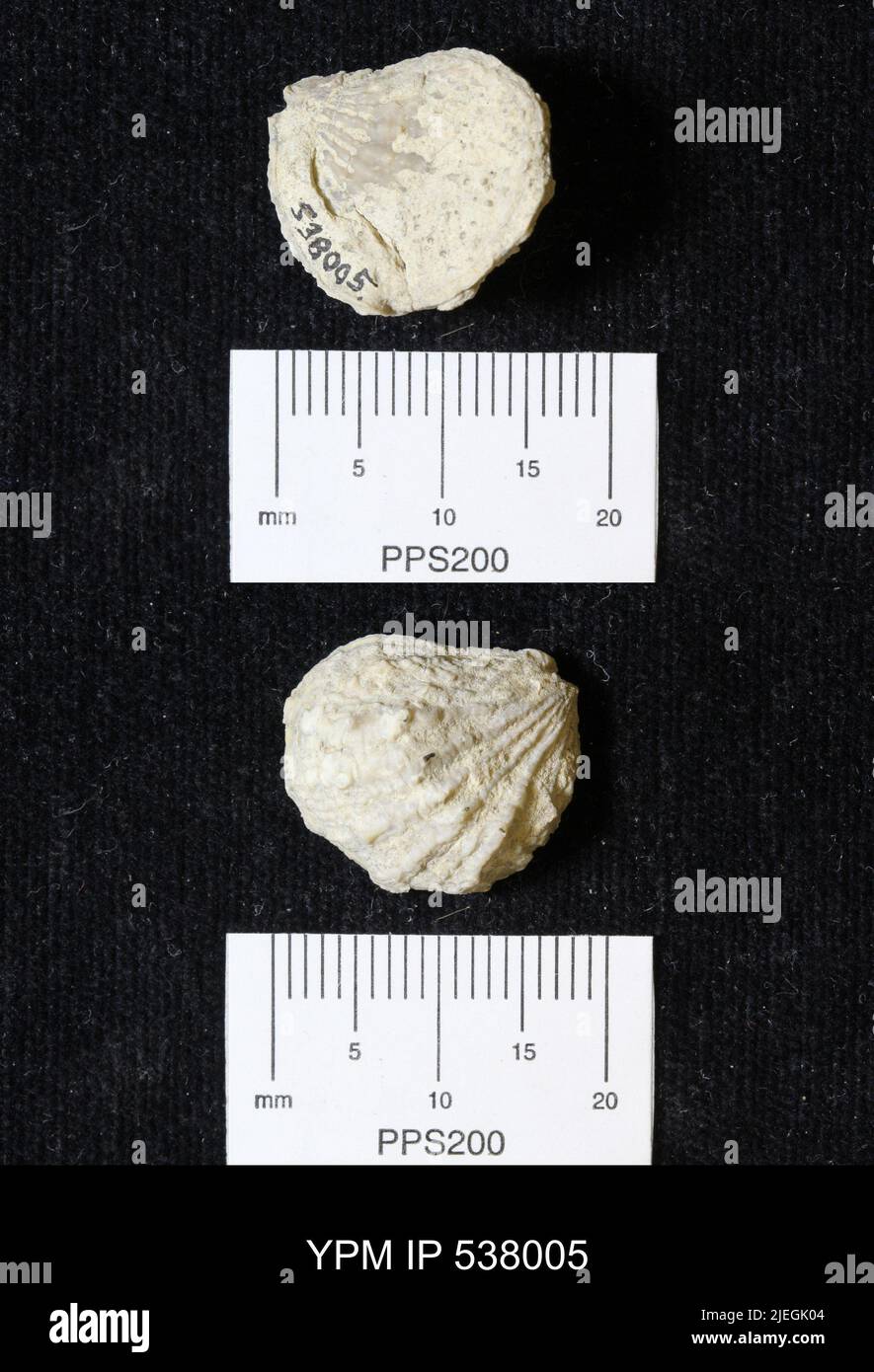 Plicatula dentonensis Cragin Stock Photo - Alamy