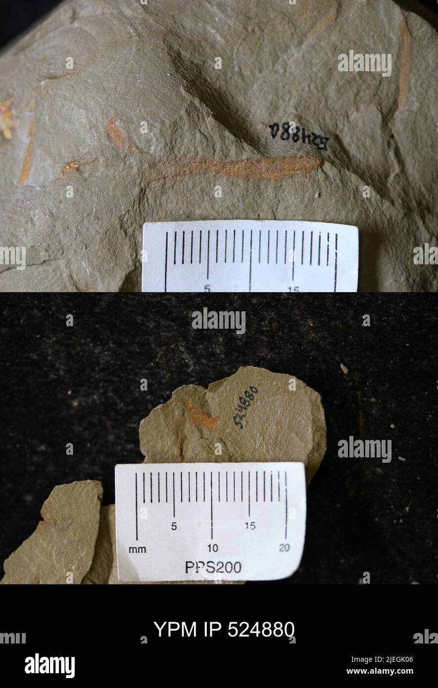 Trace fossil burrows hi-res stock photography and images - Alamy