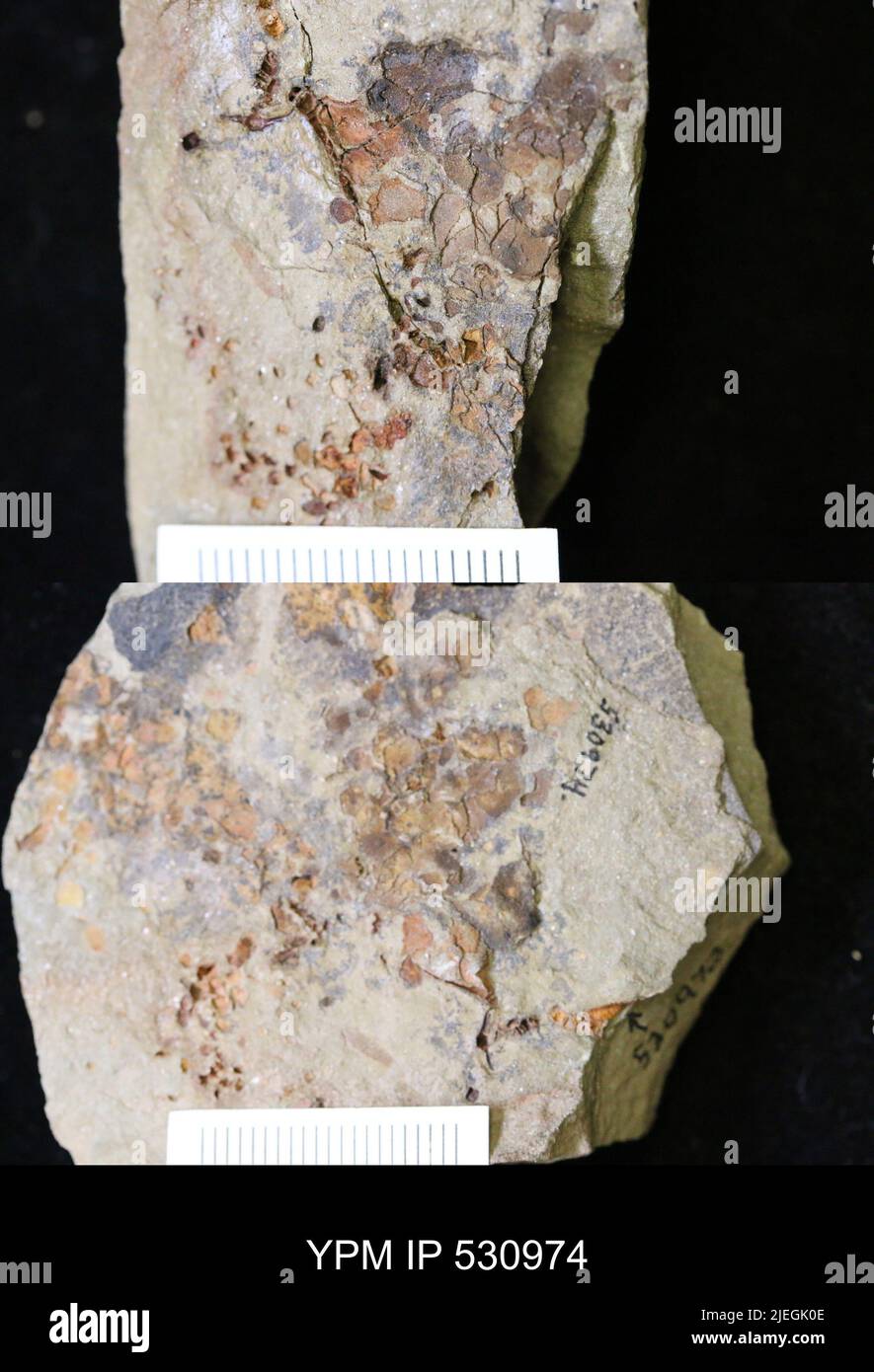 Eocrinoidea hi-res stock photography and images - Alamy