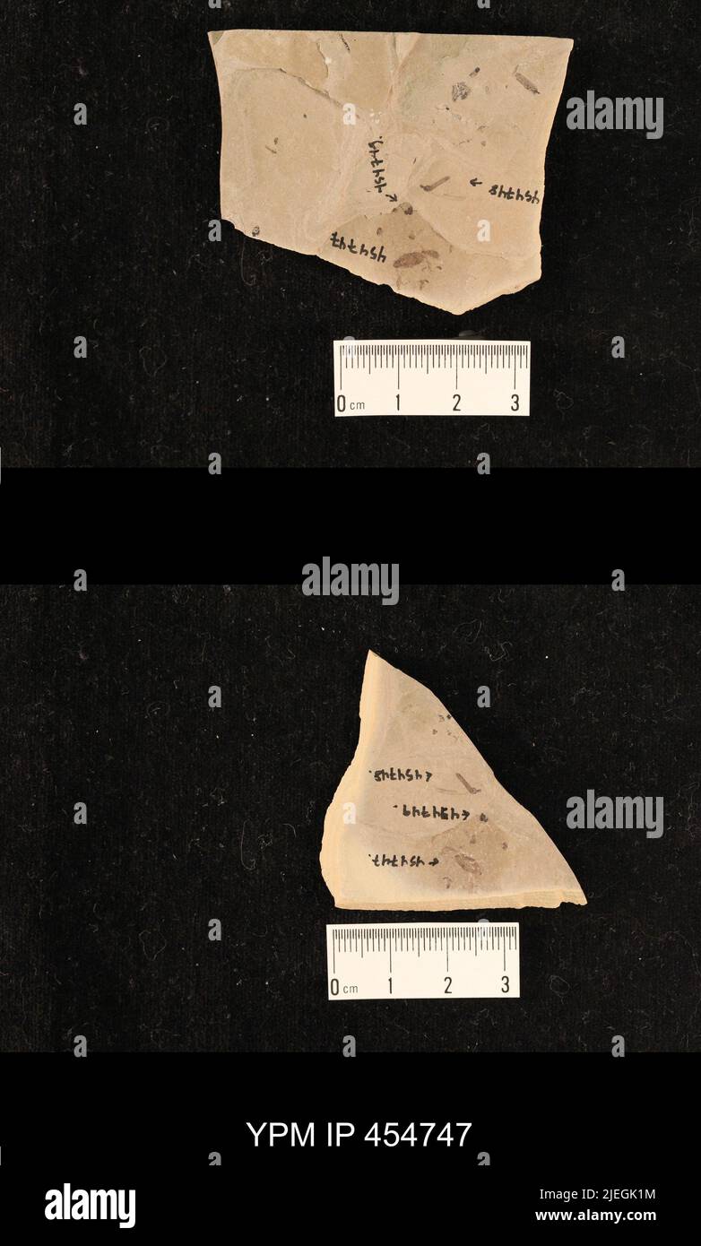 Undet blattaria hi-res stock photography and images - Alamy