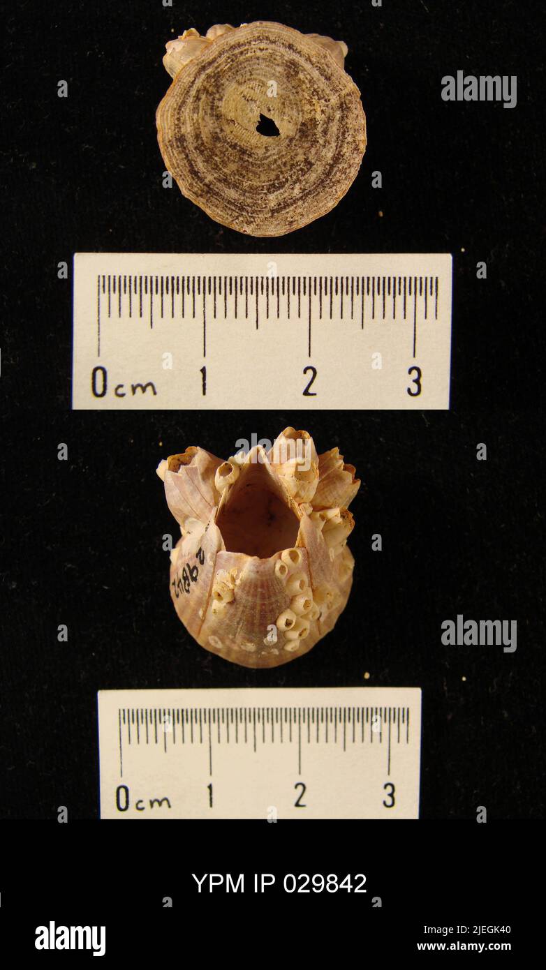 Balanus sp hi-res stock photography and images - Alamy