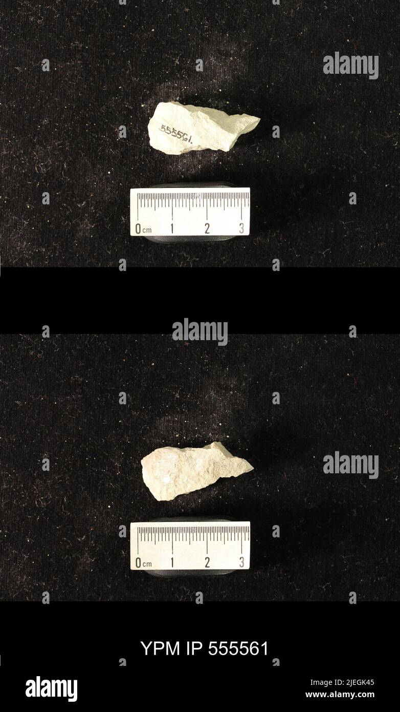 Productus cora d'Orbigny Stock Photo - Alamy