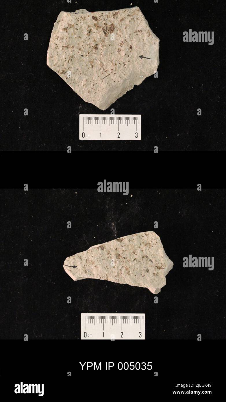 Protohymen permianus Tillyard. IPB.05168: Kansas. Dickinson County ...
