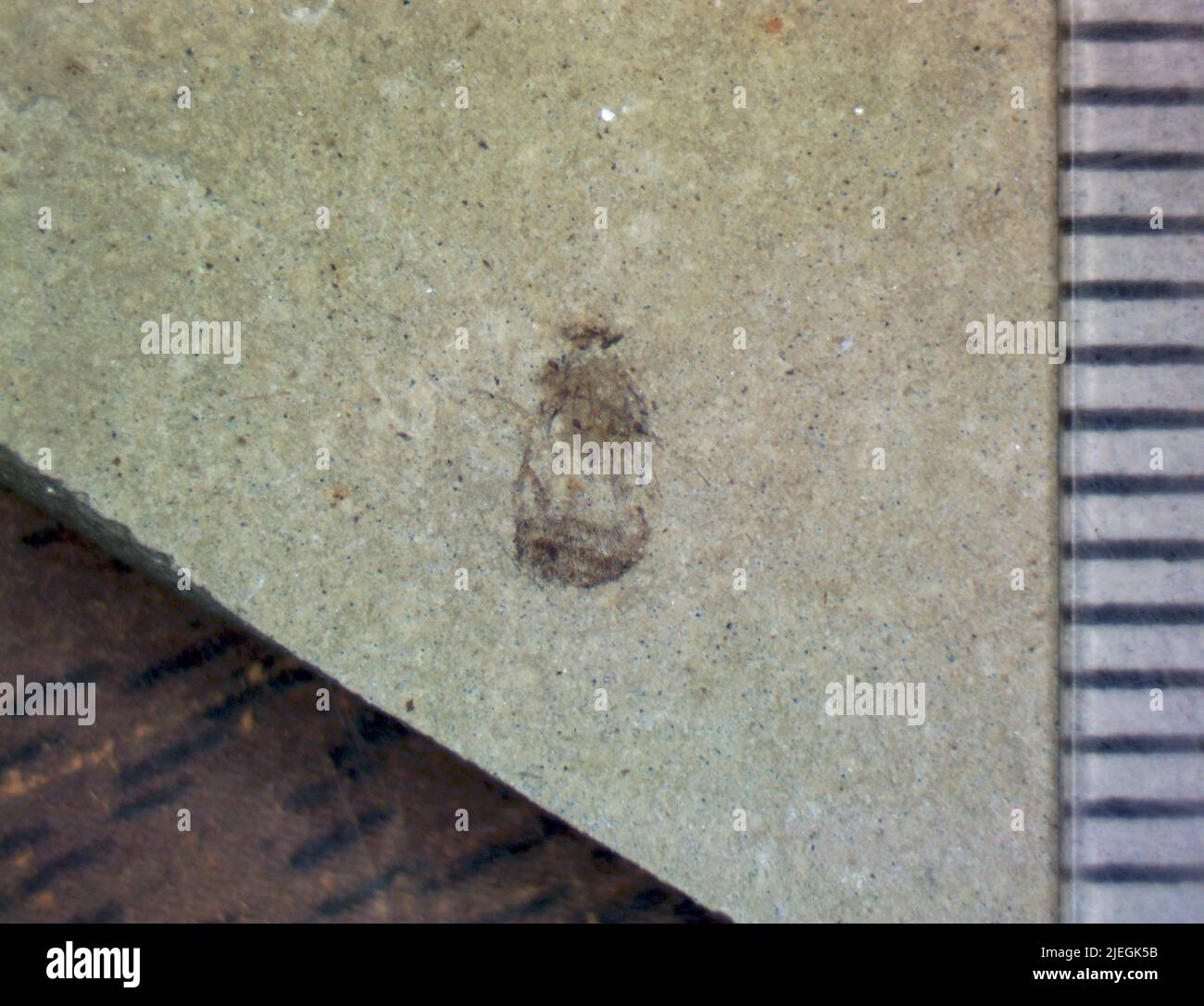 Pterygote insects hi-res stock photography and images - Alamy