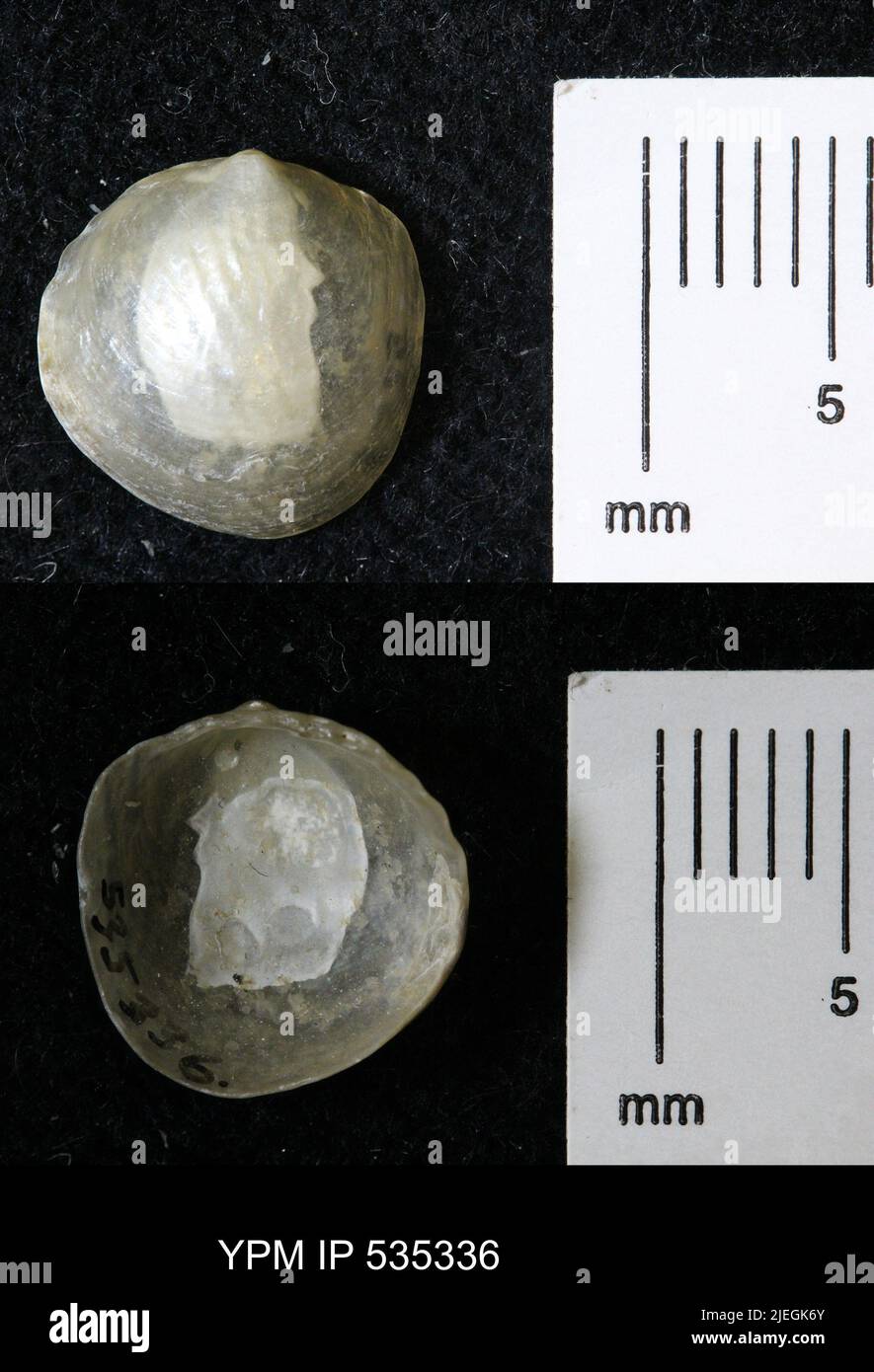 Anomia simplex dorbigny hi-res stock photography and images - Alamy