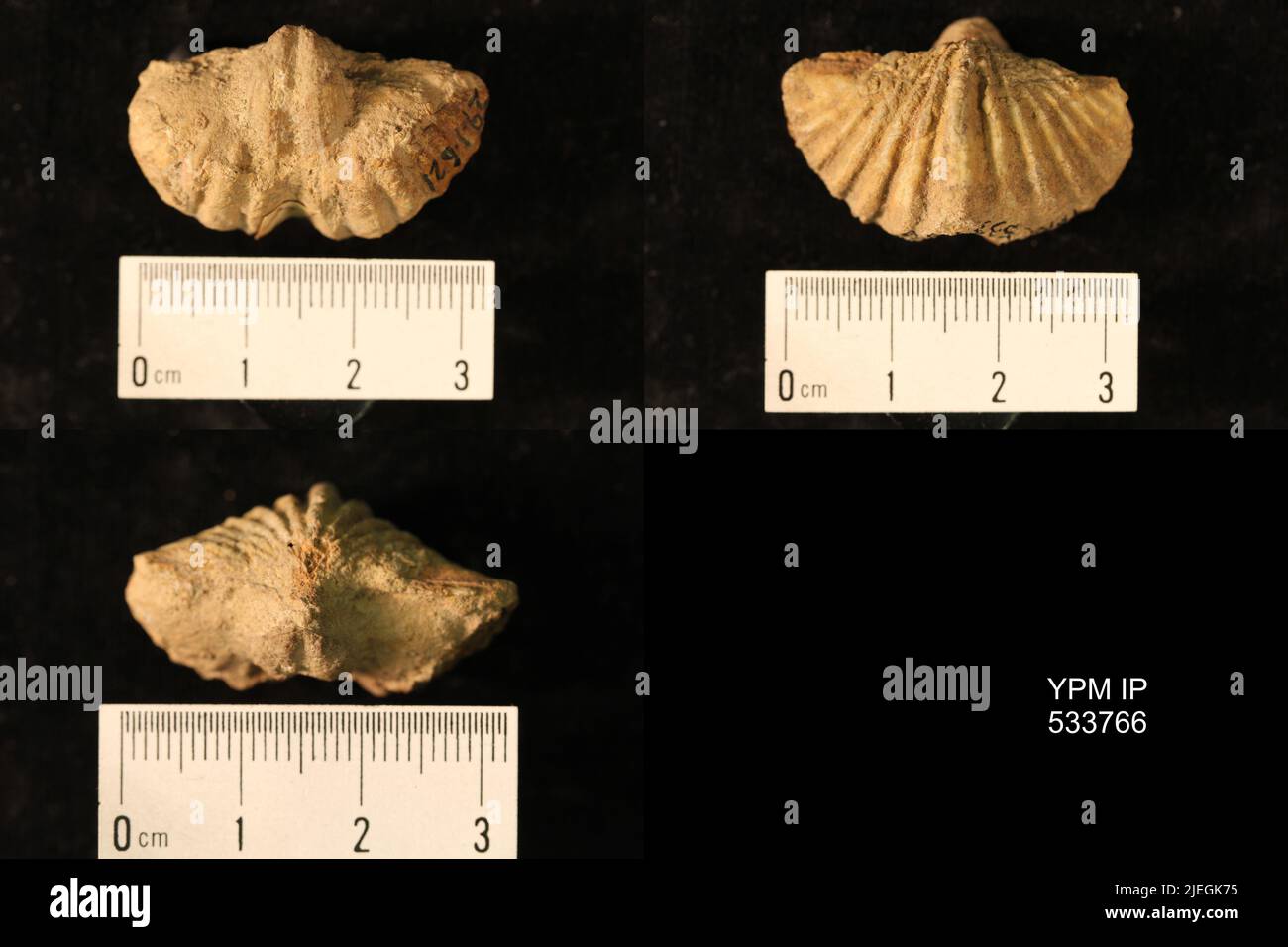 Spirifer sp hi-res stock photography and images - Alamy