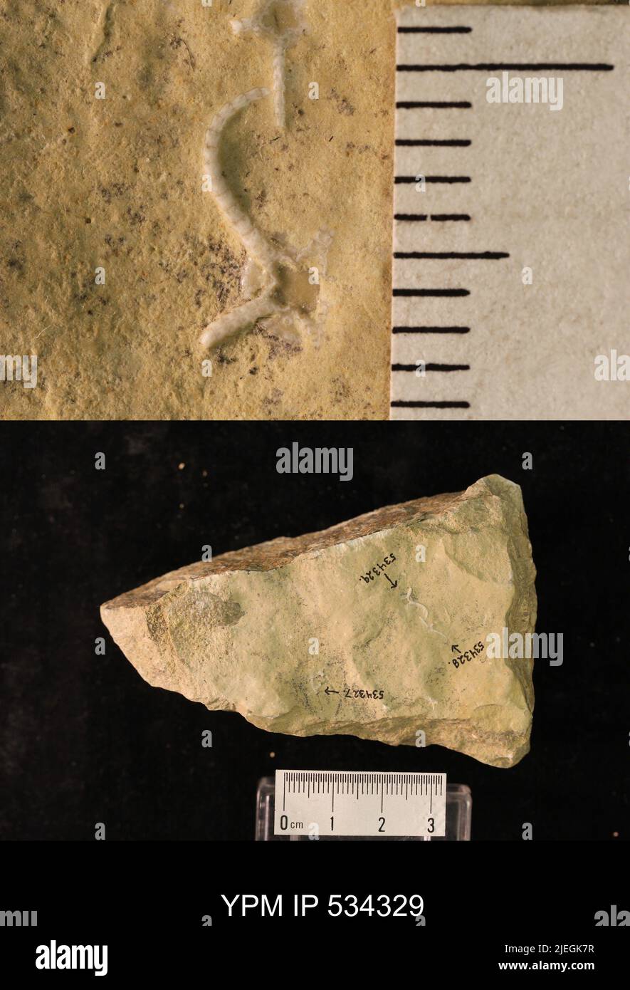 Ophiur hi-res stock photography and images - Alamy