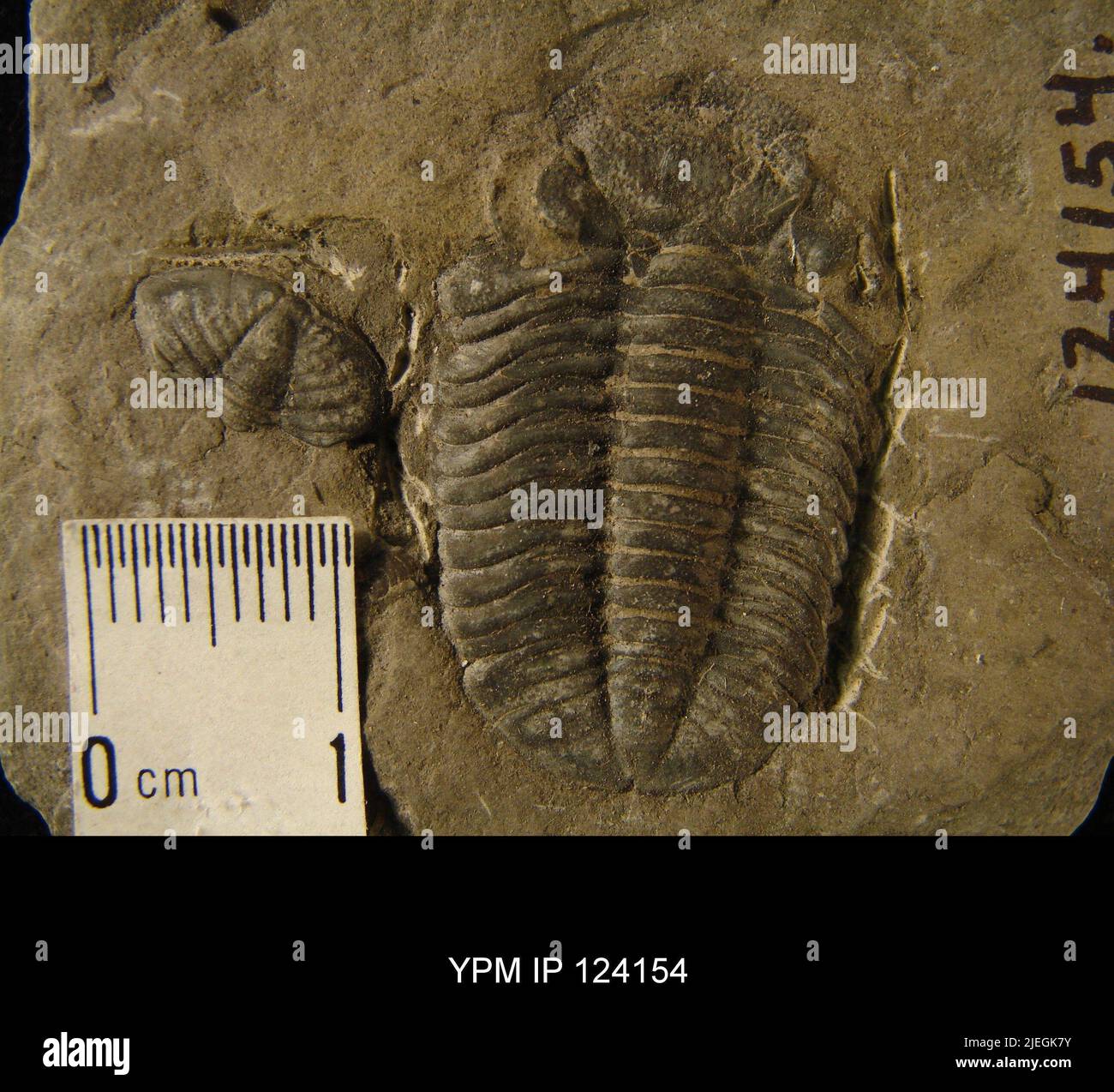 Phacops rana trilobite hi-res stock photography and images - Alamy