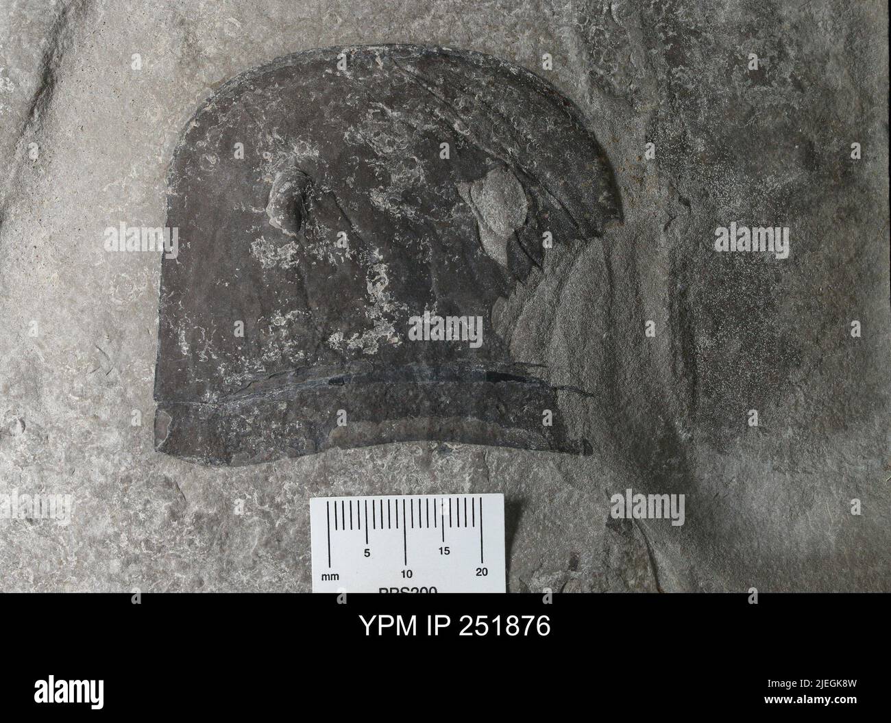 Raptorial appendage hi-res stock photography and images - Alamy