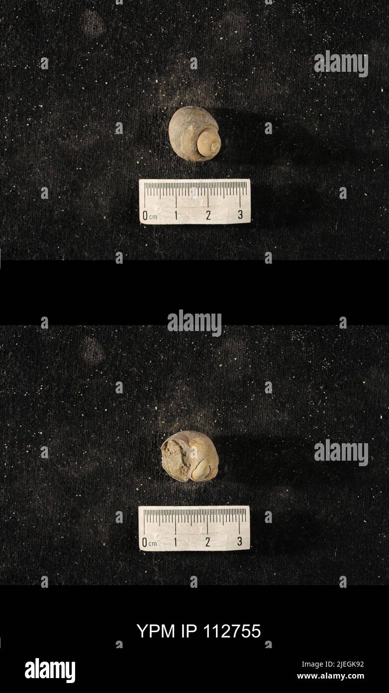 Cyclonema simulans ulrich hi-res stock photography and images - Alamy