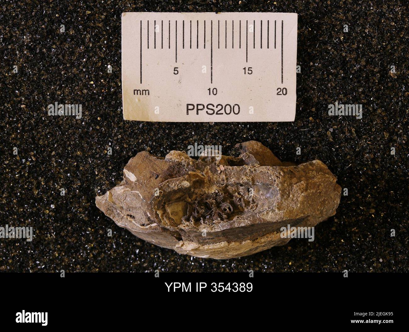 Scaphitidae hi-res stock photography and images - Alamy