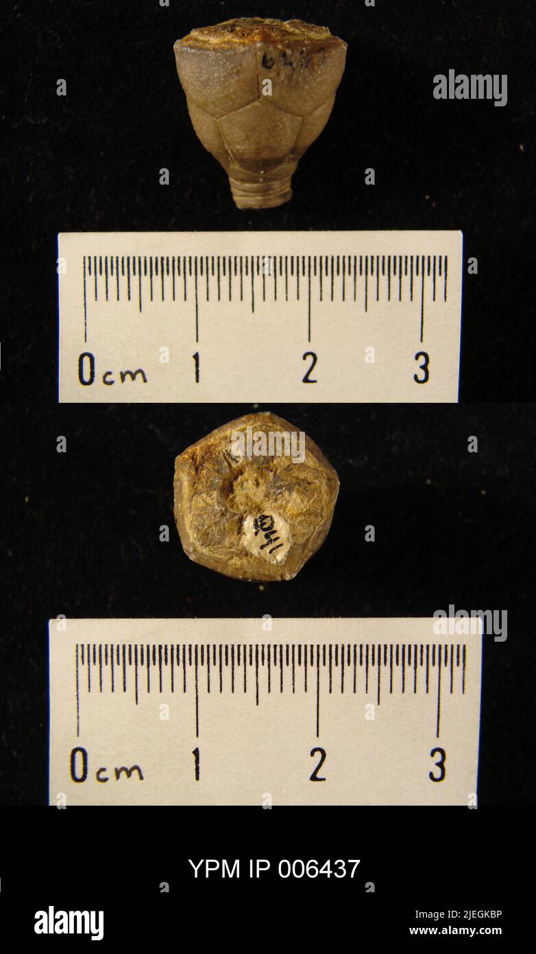 Goldfuss hi-res stock photography and images - Alamy