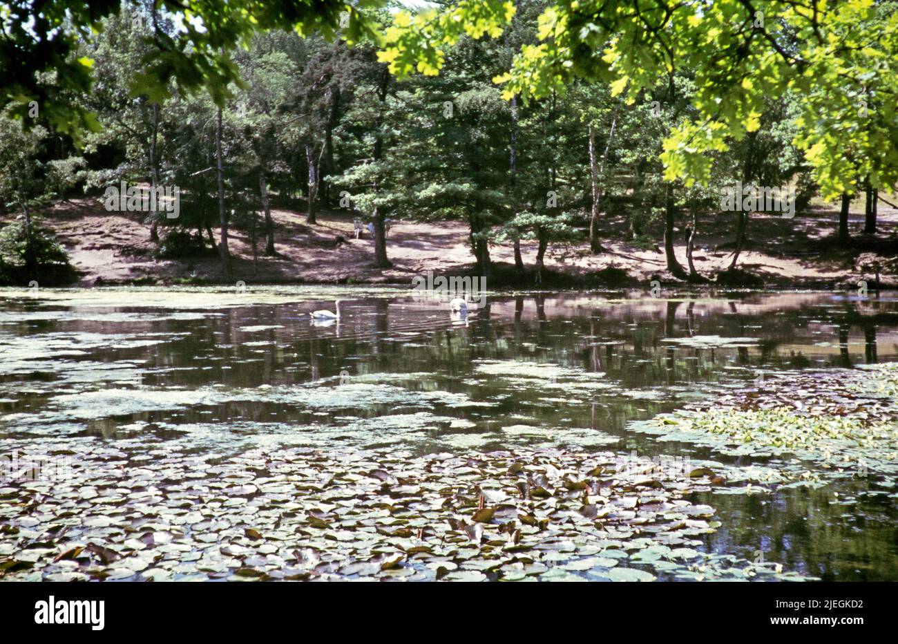 Keston Ponds lake, Bromley, Kent, England, UK September 1959 Stock ...