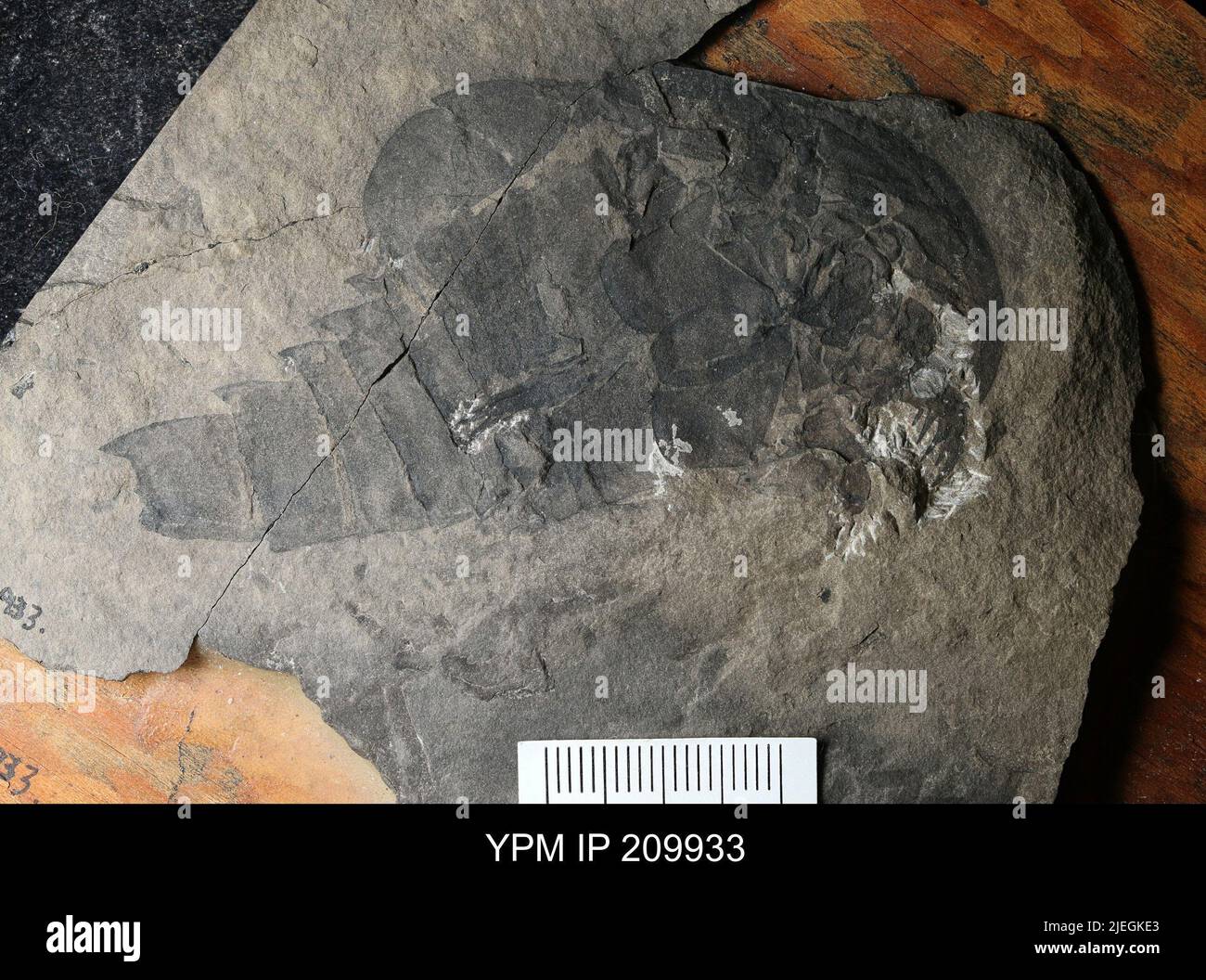 Erieopterus microphthalmus microphthalmus hall animalia hi-res stock ...