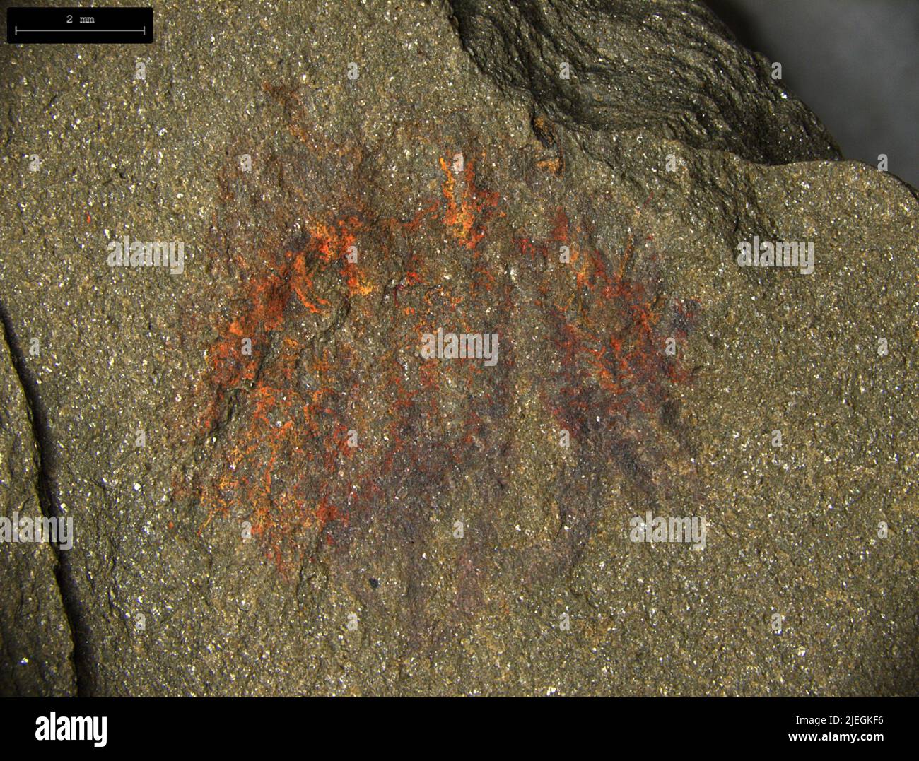 Lobopodia lobopods hi-res stock photography and images - Alamy
