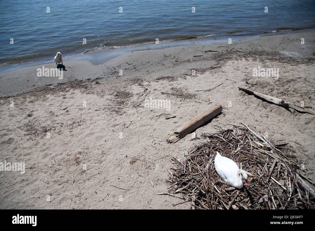 Mother swan lies in the nest on the eggs of the future cub. Mother swan brooding Stock Photo - Alamy